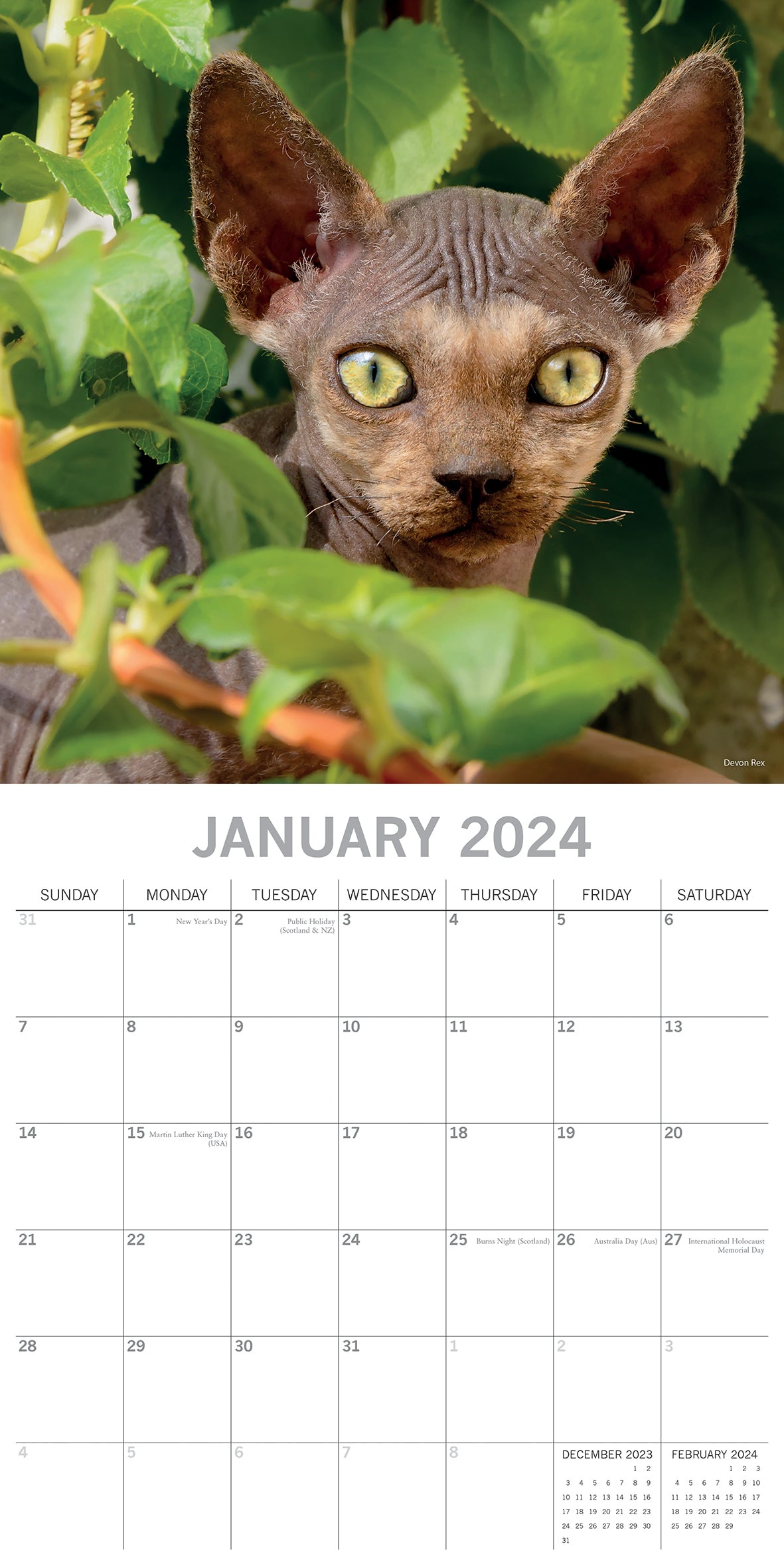 Top Cats - 2024 Square Wall Calendar Pets Animals 16 Months Premium Pl